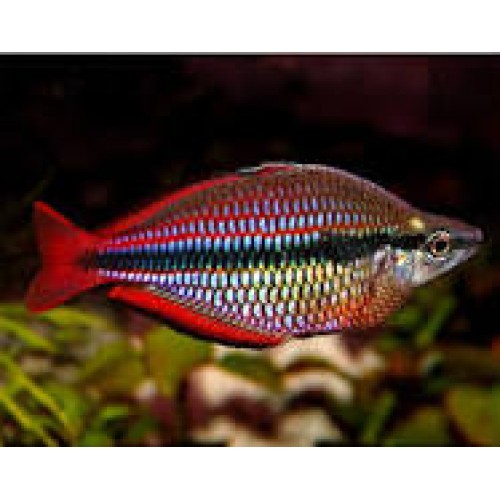 Red-striped Rainbowfish